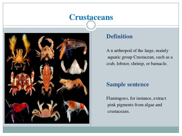 Crustaceans Meaning