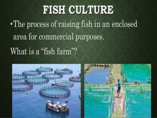 Fishery | PPTX