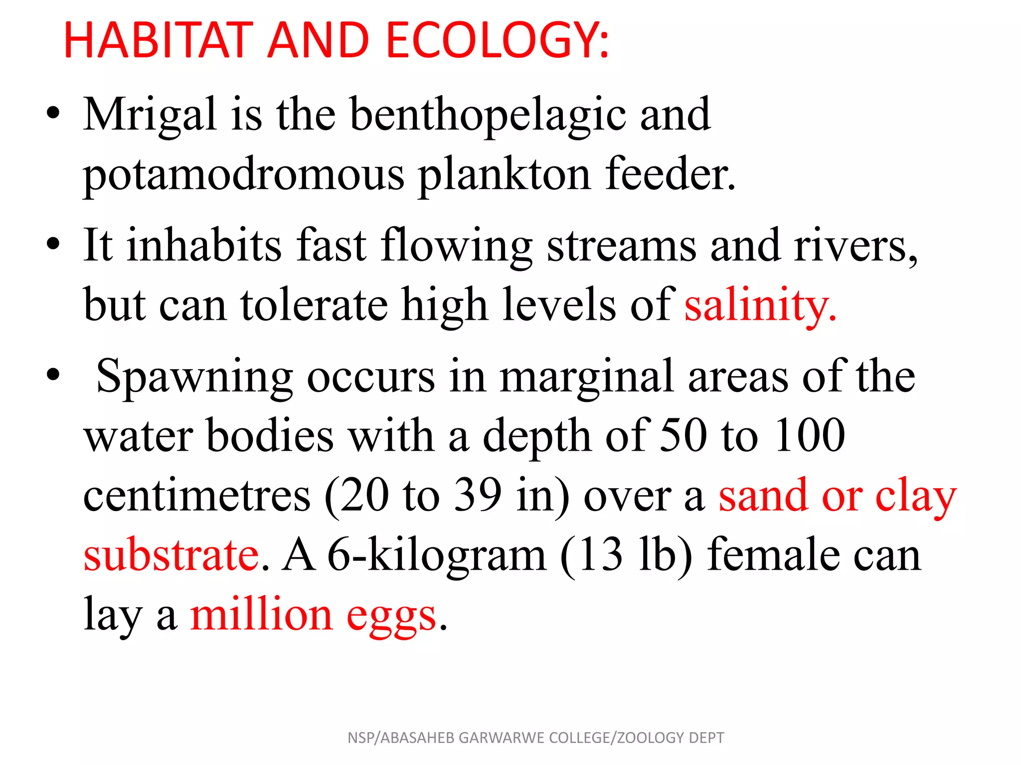 Economic important fishes | PPTX