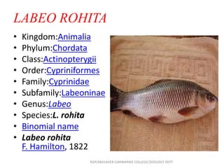 Economic important fishes | PPTX