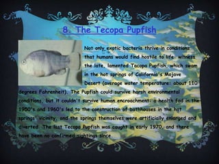 Fishes-student's project of Sto. Tomas College-Danao | PPTX