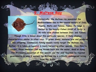 Fishes-student's project of Sto. Tomas College-Danao | PPTX