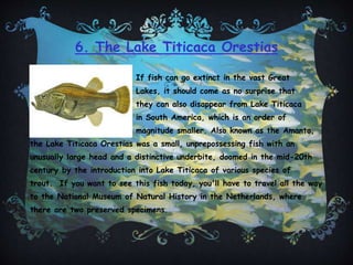 Fishes-student's project of Sto. Tomas College-Danao | PPTX