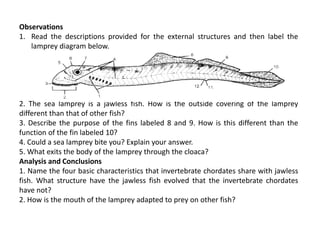 Jawless Fish Diagram