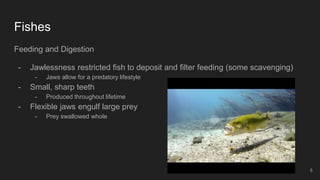 Fishes | PPT