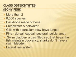 Fishes | PPT