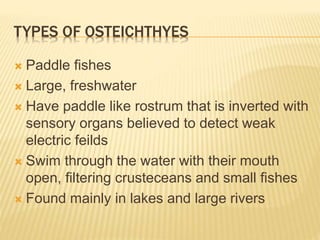 Fishes | PPT