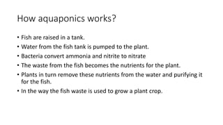 aquaponic soil-less cultivation | PDF