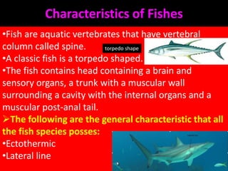 Fishes and amphibians | PPTX