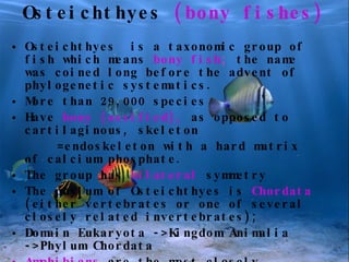 Fishes boris veli lilly 10-8 | PPT