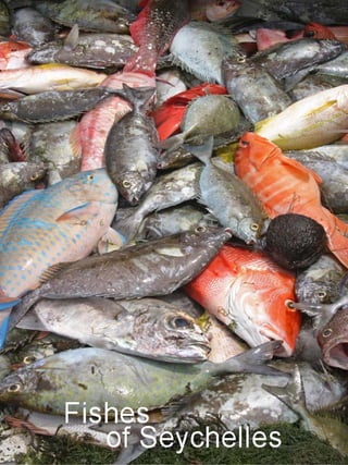 Fishes of seychelles_2011 | PDF