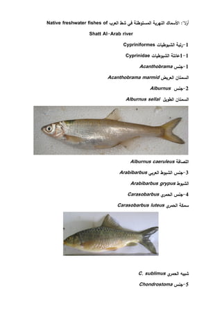 Fishes of shatt al arab | PDF