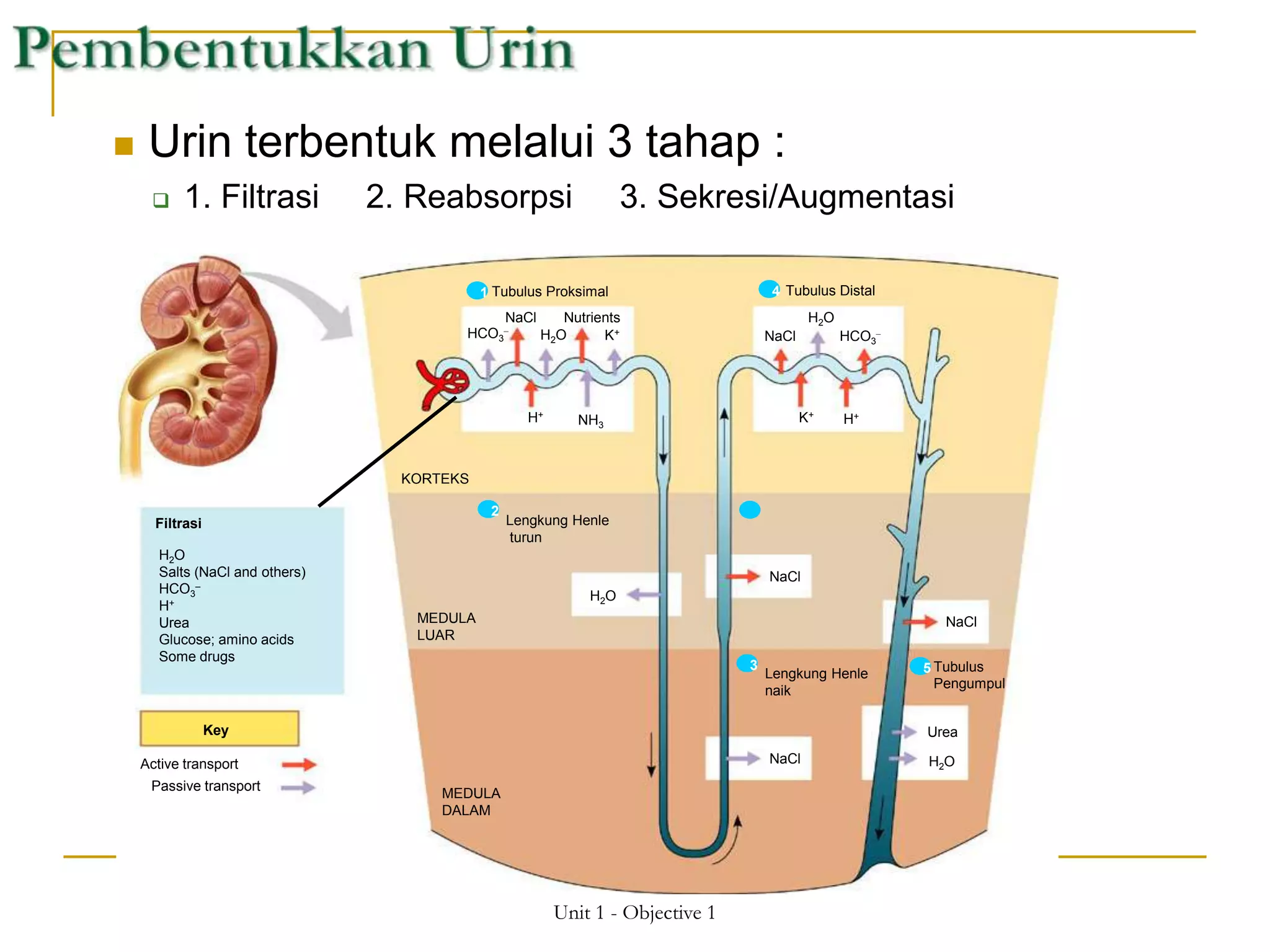 FISIOLOGI GINJAL | PPT