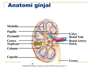 FISIOLOGI GINJAL | PPT