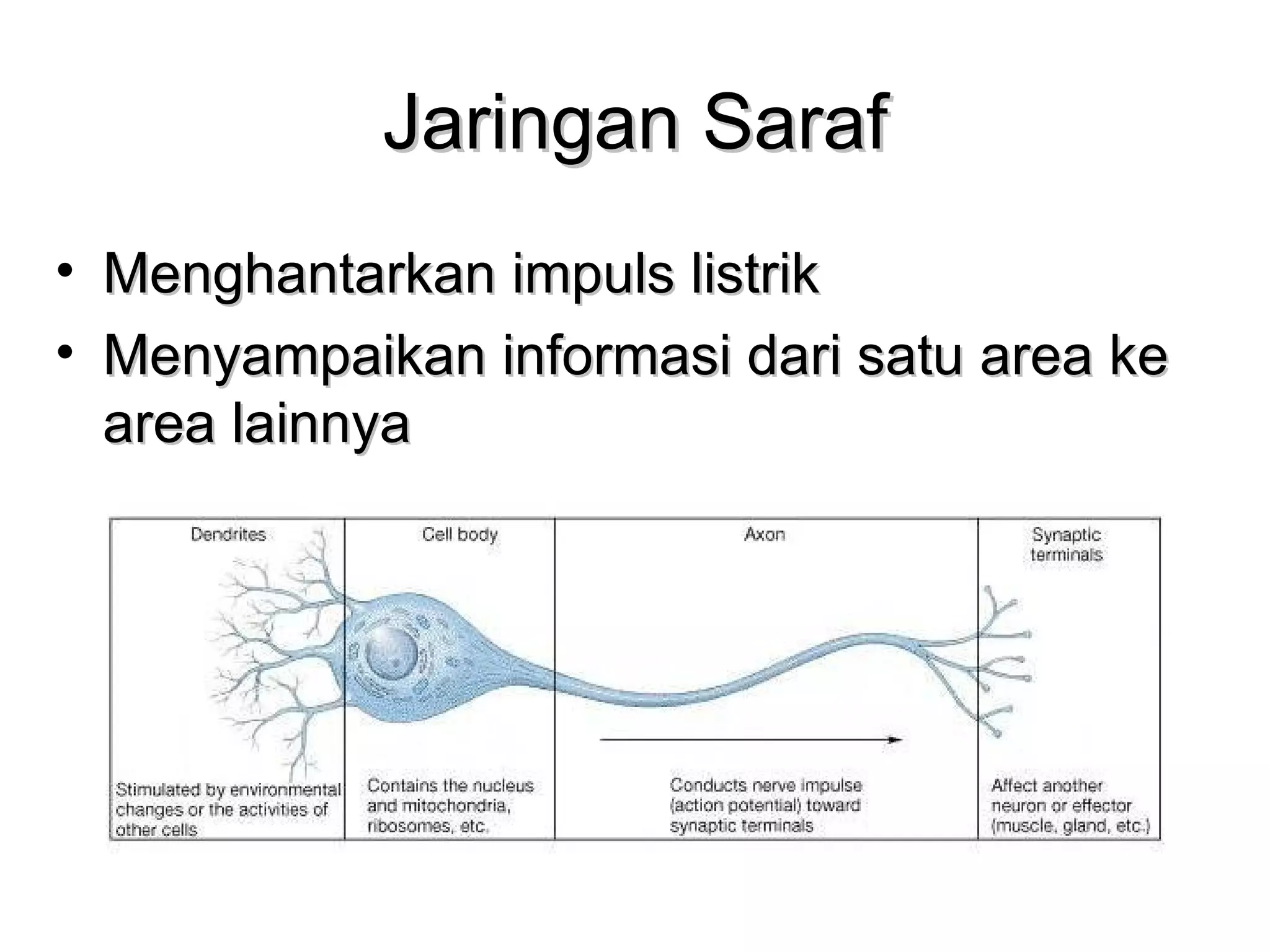 FISIOLOGI JARINGAN SARAF | PPT