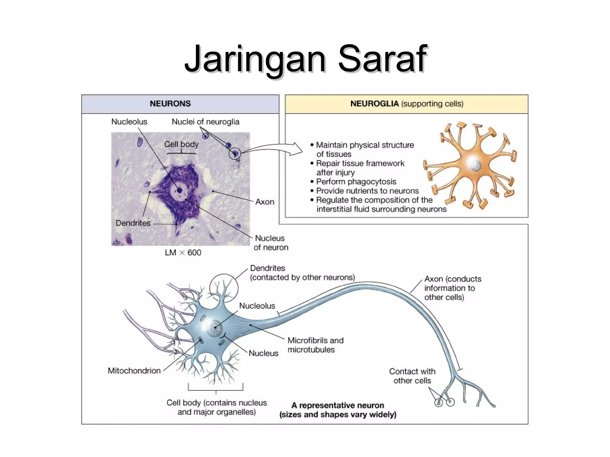 FISIOLOGI JARINGAN SARAF | PPT