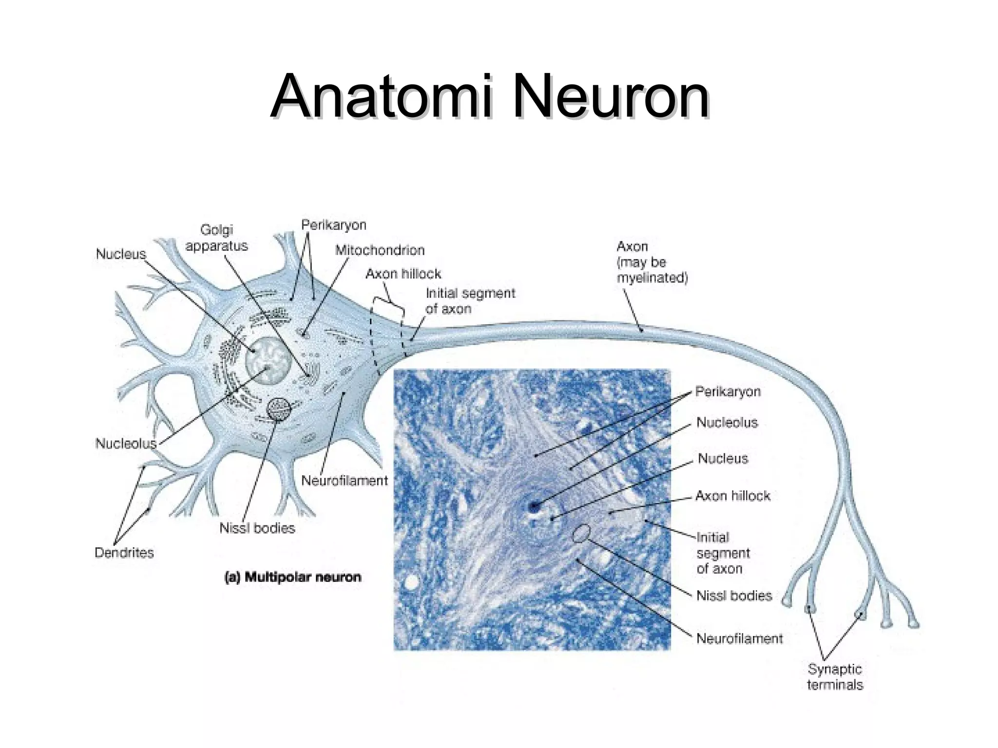 FISIOLOGI JARINGAN SARAF | PPT