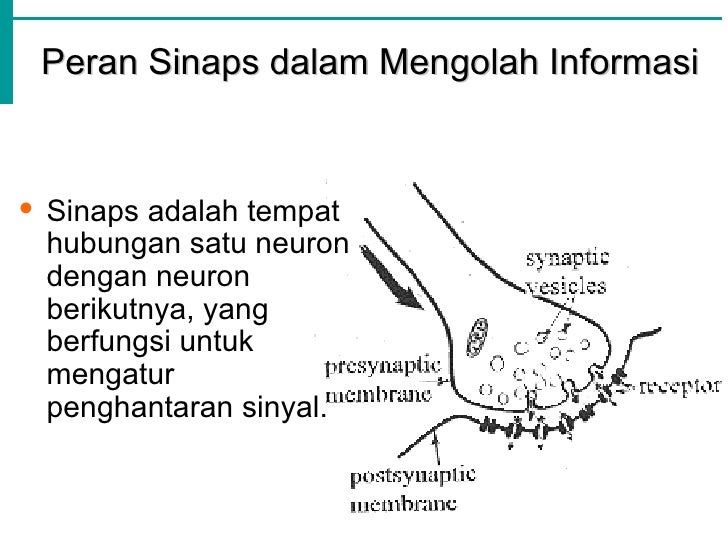 FISIOLOGI JARINGAN SARAF