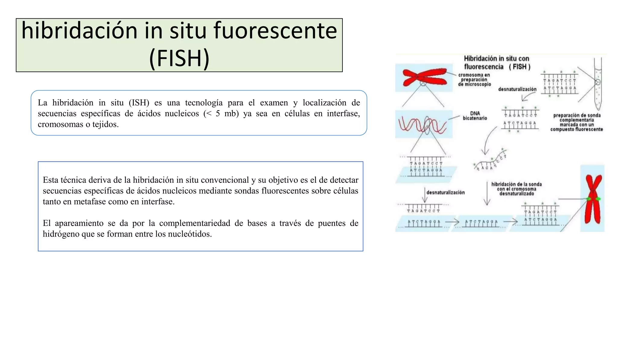 Fish | PPTX | Genetics | Science