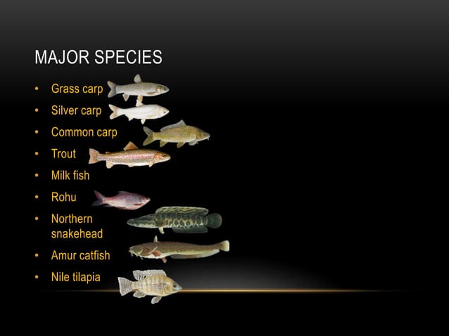 Fish farming | PPTX | Fishing Sports | Sports