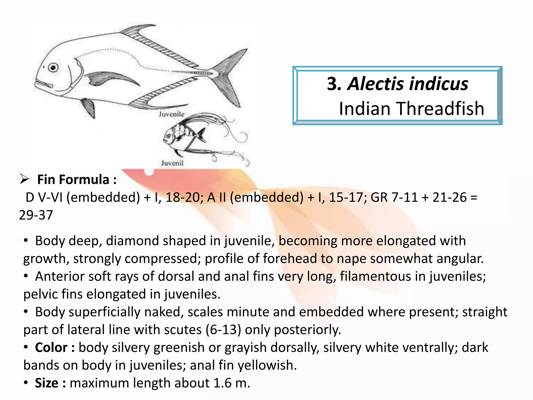 Fish family carangidae | PPTX