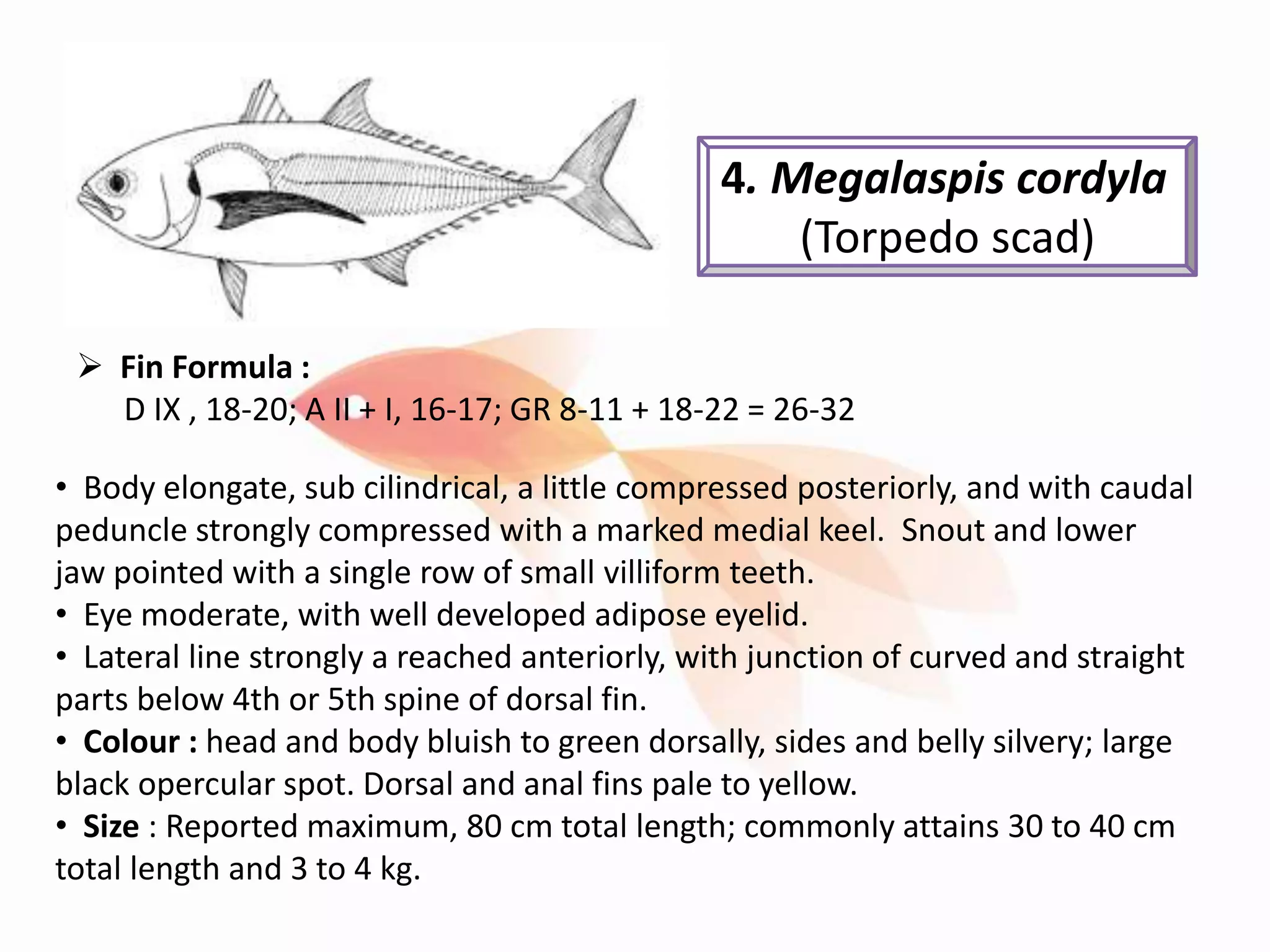 Fish family carangidae | PPTX