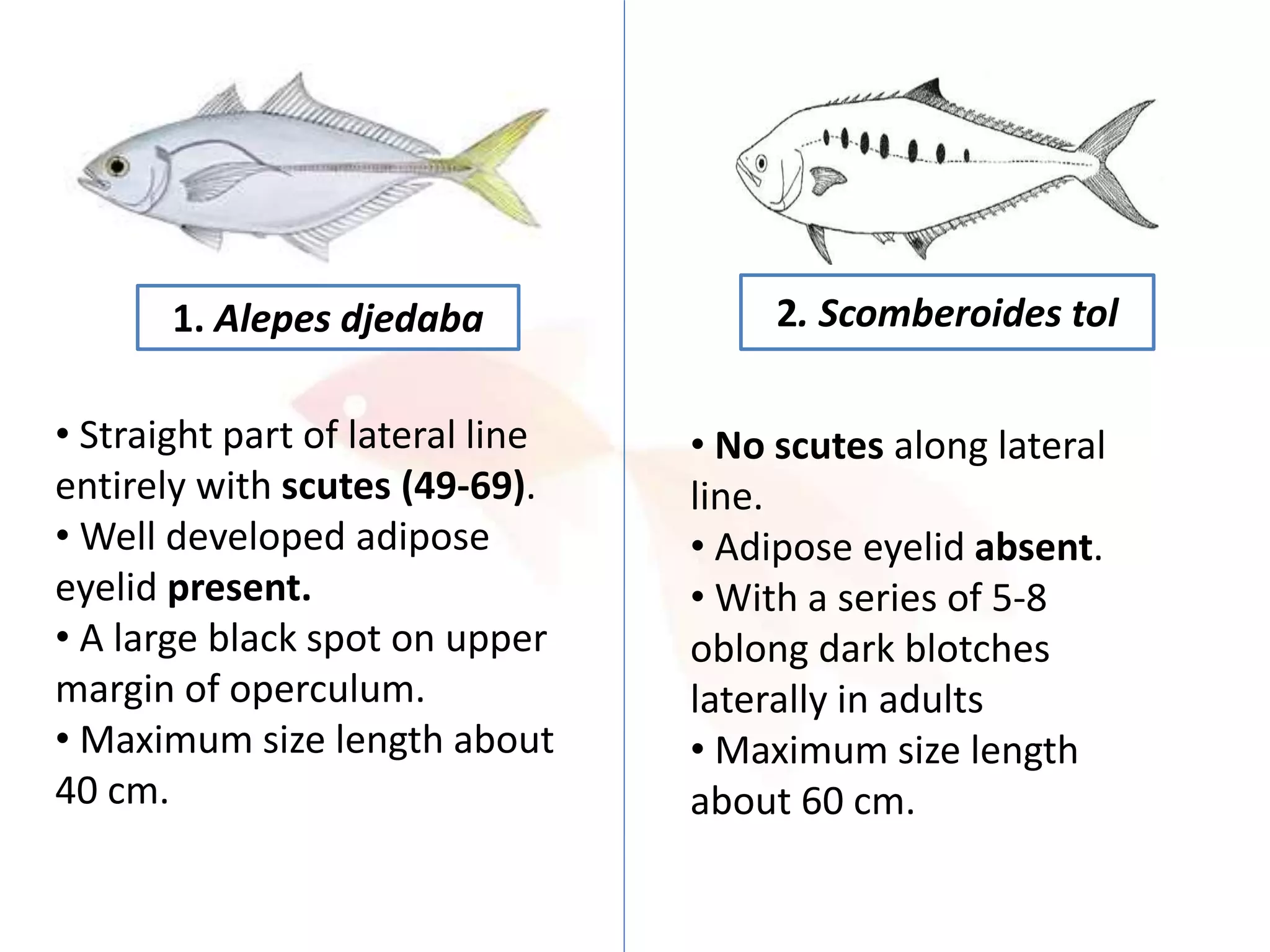 Fish family carangidae | PPTX