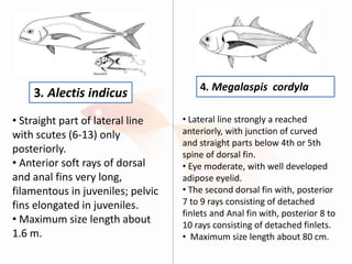 Fish family carangidae | PPTX