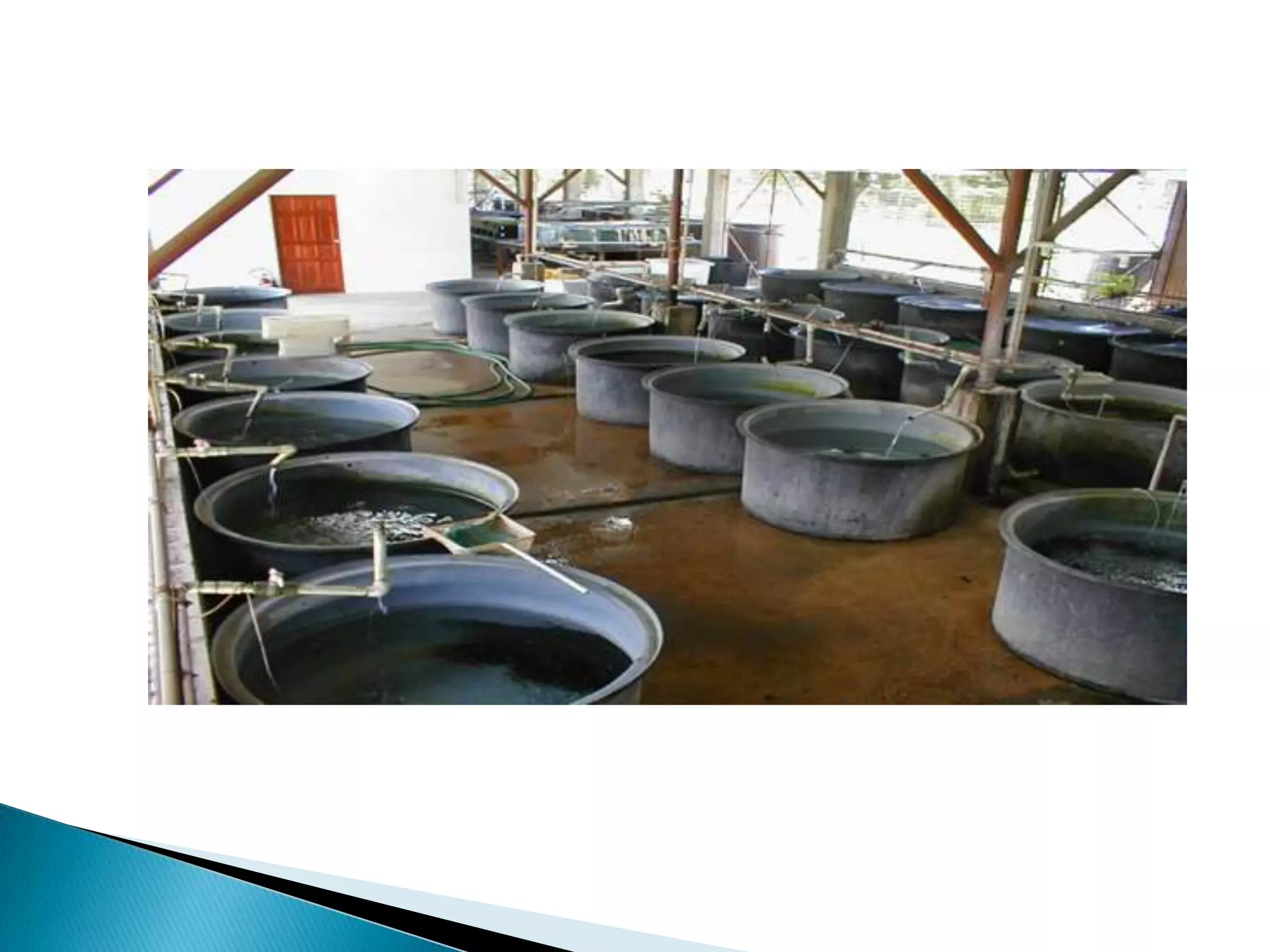 FISH FARM - DESIGN & CONSTRUCTION | PPTX