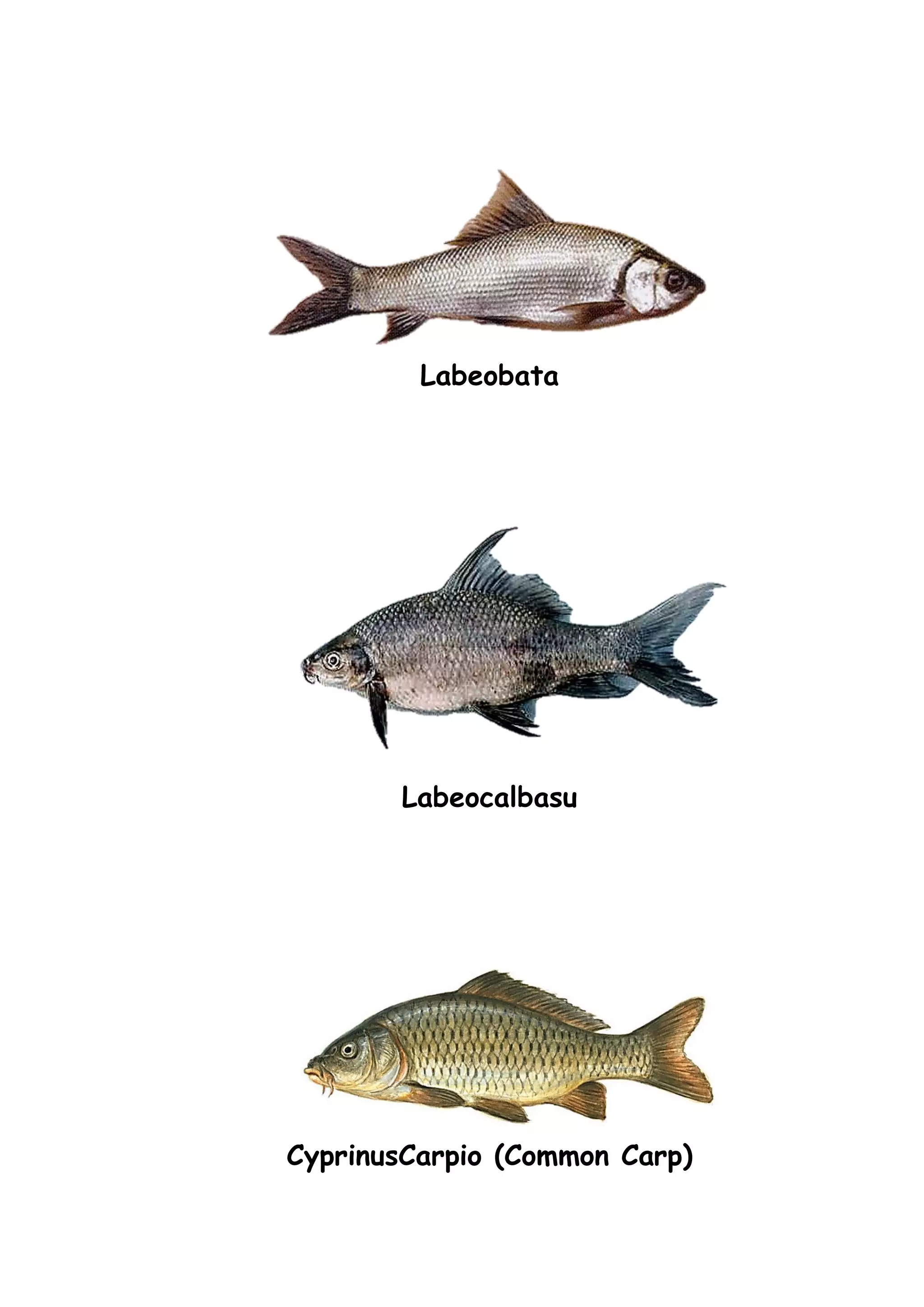 FISH SEED PRODUCTION & CULTIVABLE FISH SPECIES WITH FISH CUM DUCK ...