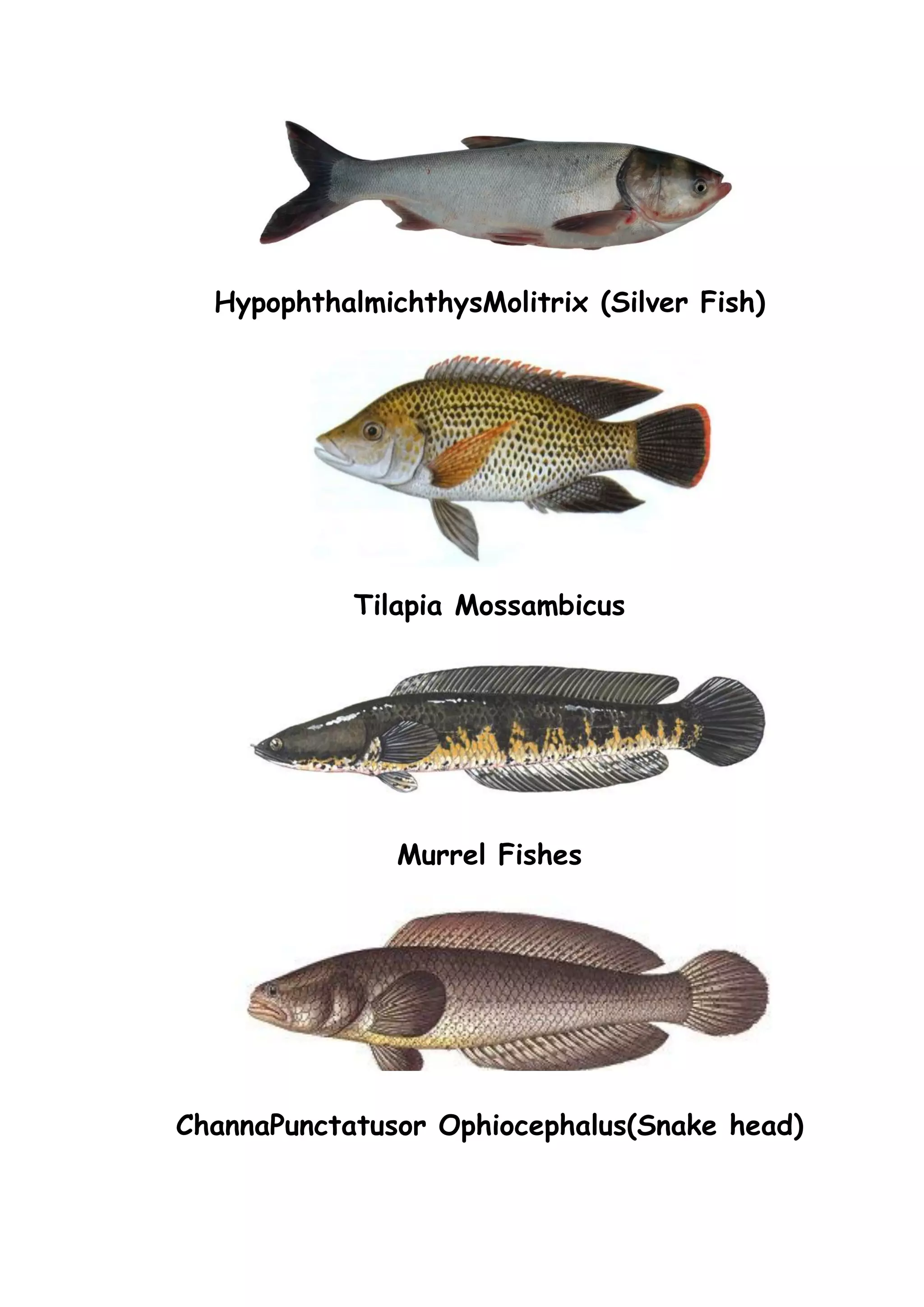FISH SEED PRODUCTION & CULTIVABLE FISH SPECIES WITH FISH CUM DUCK ...