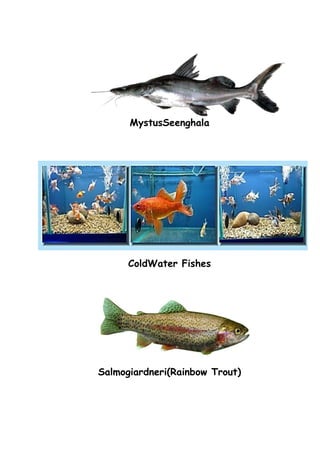 FISH SEED PRODUCTION & CULTIVABLE FISH SPECIES WITH FISH CUM DUCK ...