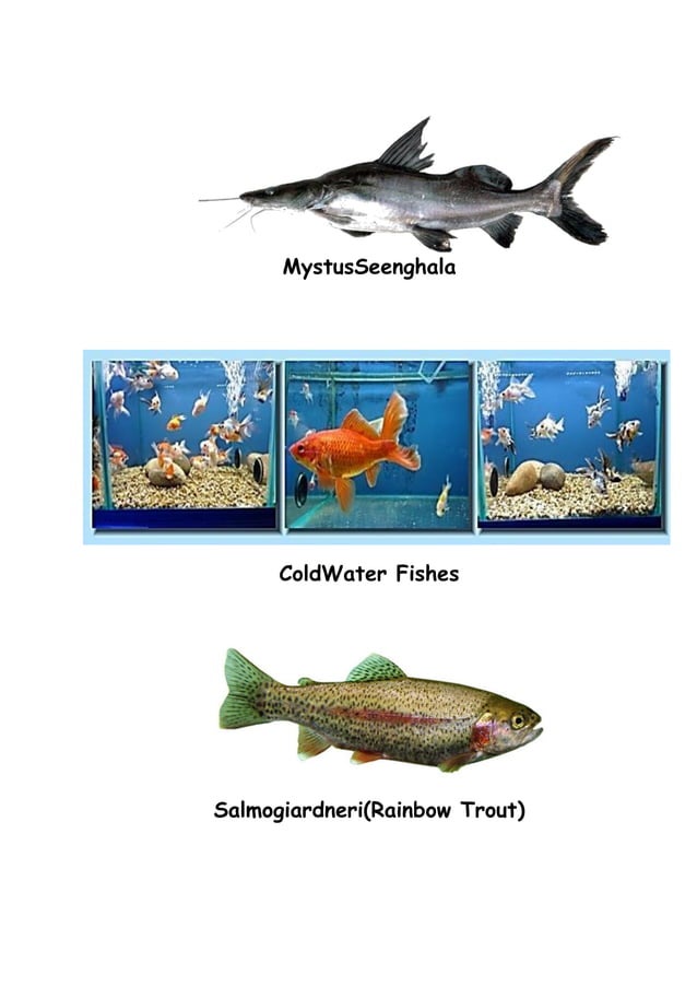 FISH SEED PRODUCTION & CULTIVABLE FISH SPECIES WITH FISH CUM DUCK ...