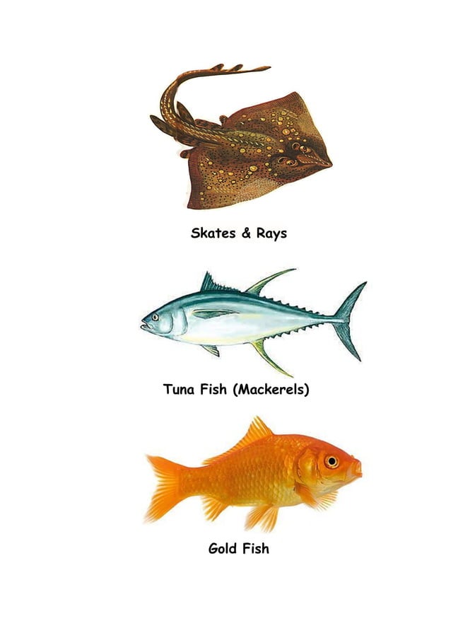 FISH SEED PRODUCTION & CULTIVABLE FISH SPECIES WITH FISH CUM DUCK ...