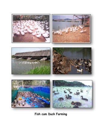 FISH SEED PRODUCTION & CULTIVABLE FISH SPECIES WITH FISH CUM DUCK ...