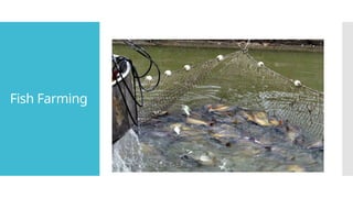 Fish Farming (Agriculture) in practice Aquaculture | PPTX