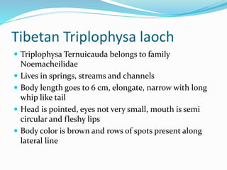 Fishes Found In Gilgit-Baltistan | PPT