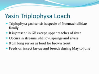 Fishes Found In Gilgit-Baltistan | PPTX