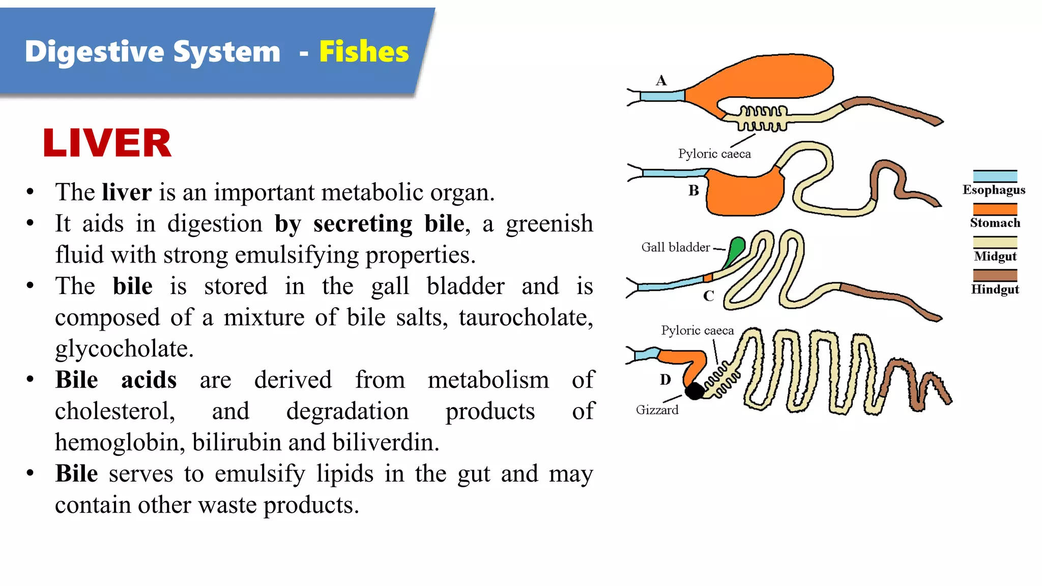 FISH FEEDING HABITS.pptx
