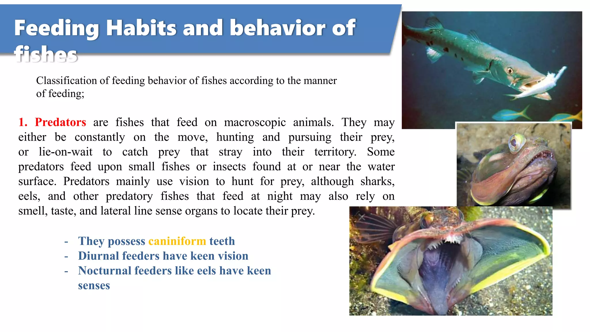FISH FEEDING HABITS.pptx