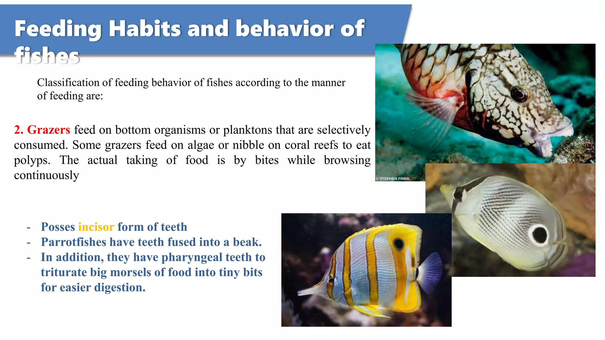 FISH FEEDING HABITS.pptx