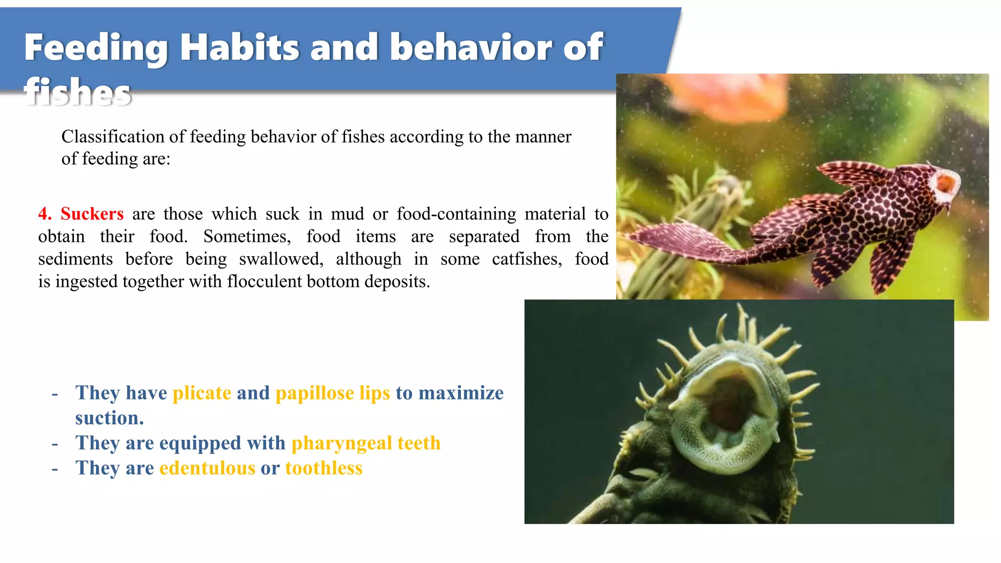 FISH FEEDING HABITS.pptx
