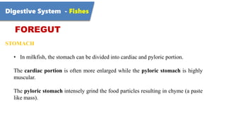 FISH FEEDING HABITS.pptx