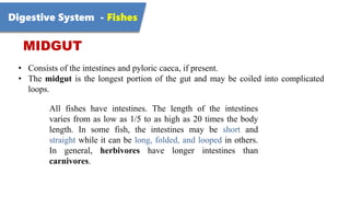 FISH FEEDING HABITS.pptx