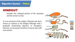 FISH FEEDING HABITS.pptx