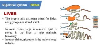 FISH FEEDING HABITS.pptx