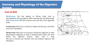 FISH FEEDING HABITS.pptx