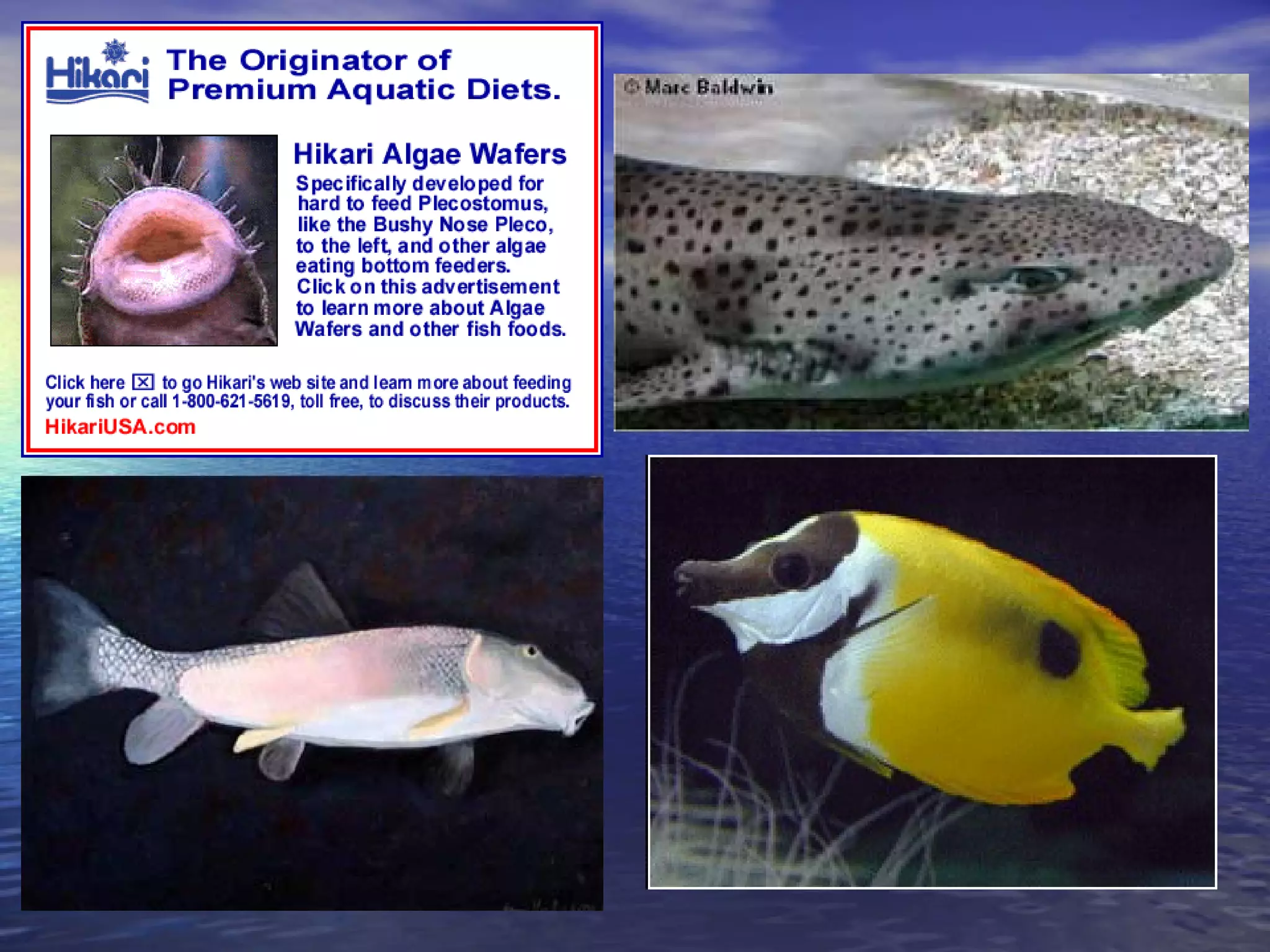 Fish feeding technique | PPT