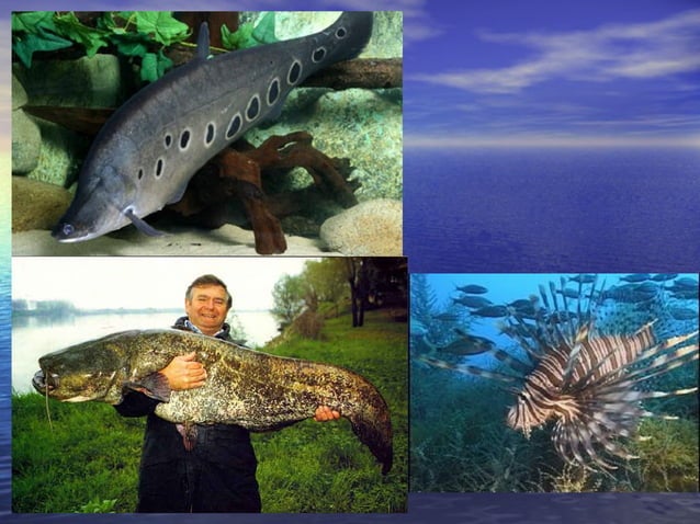 Fish feeding technique | PPT