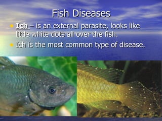 Fish feeding technique | PPT